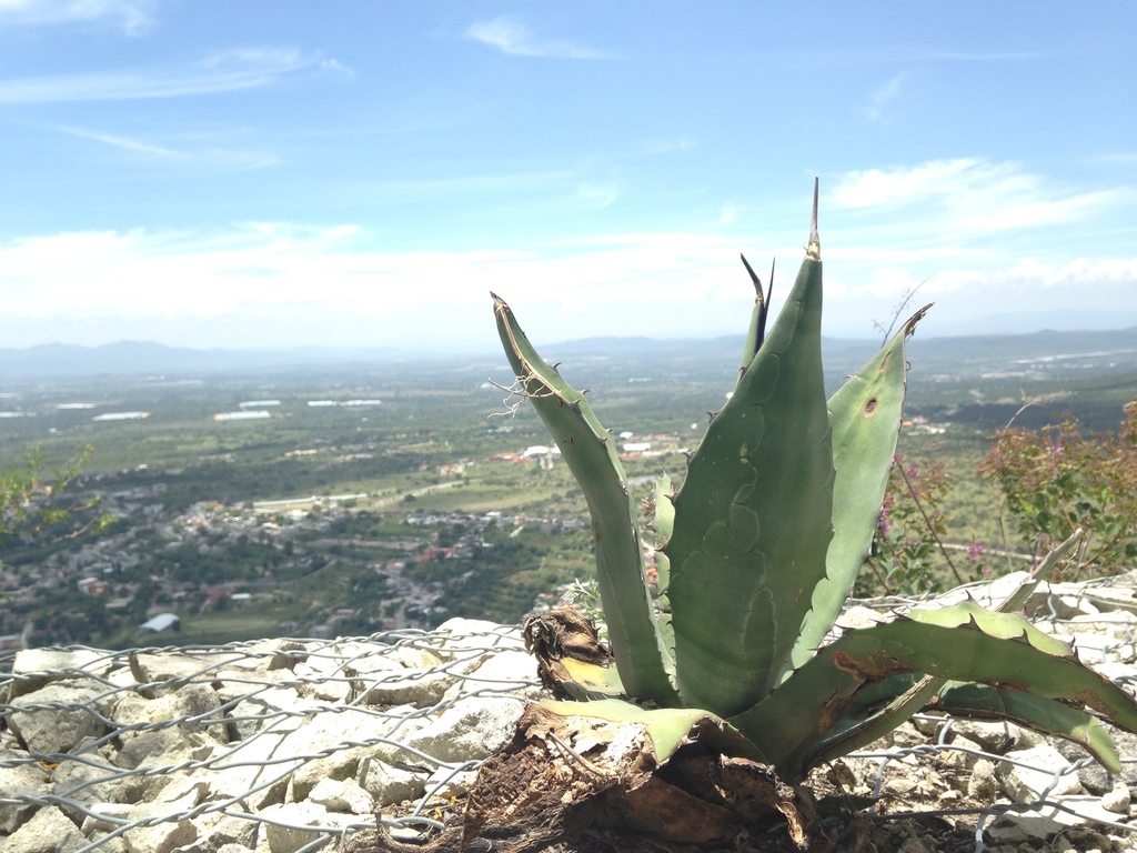 Pulque agave from Ezequiel Montes, Qro., México on August 1, 2015 at 01 ...