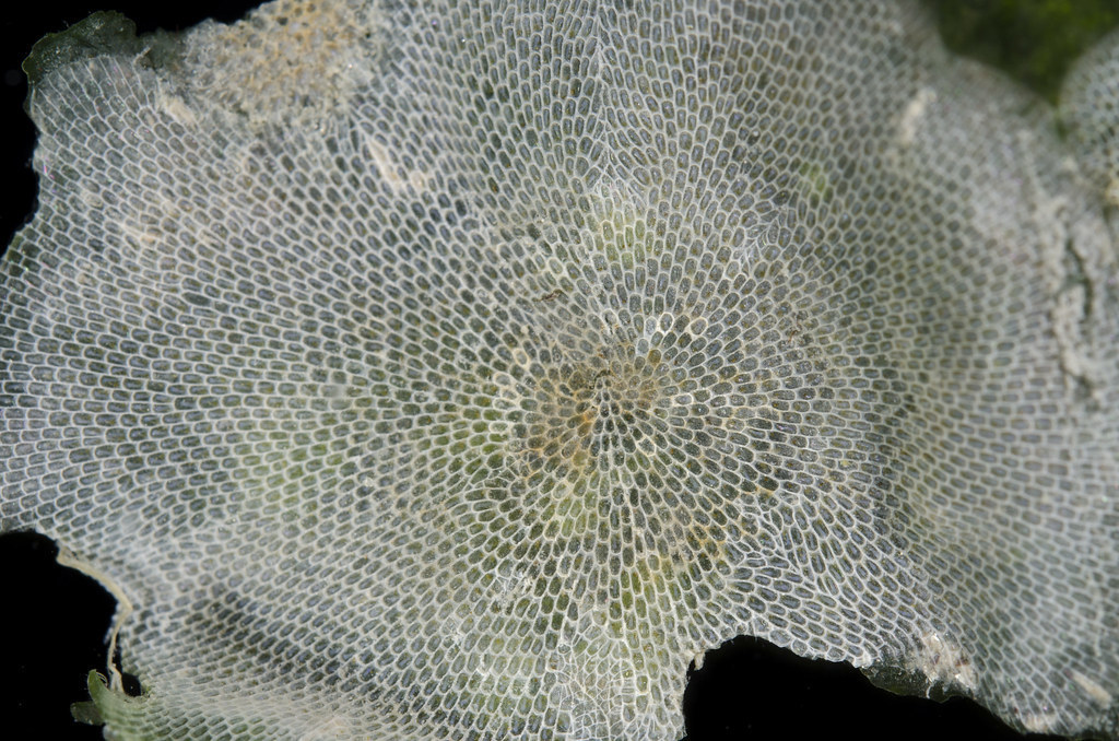 Conopeum tenuissimum from Coastal VA, Wachapreague, Gates Channel on ...