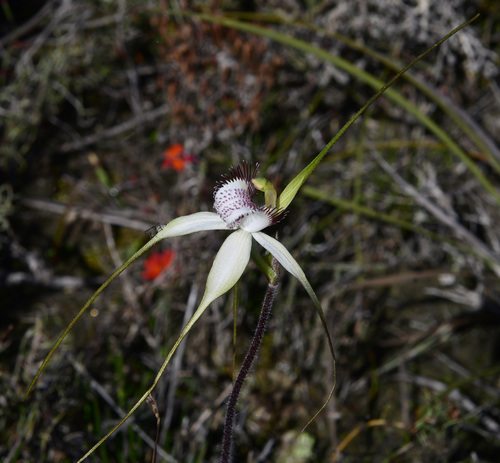 Esperance White Spider Orchid (Subspecies Caladenia longicauda crassa ...