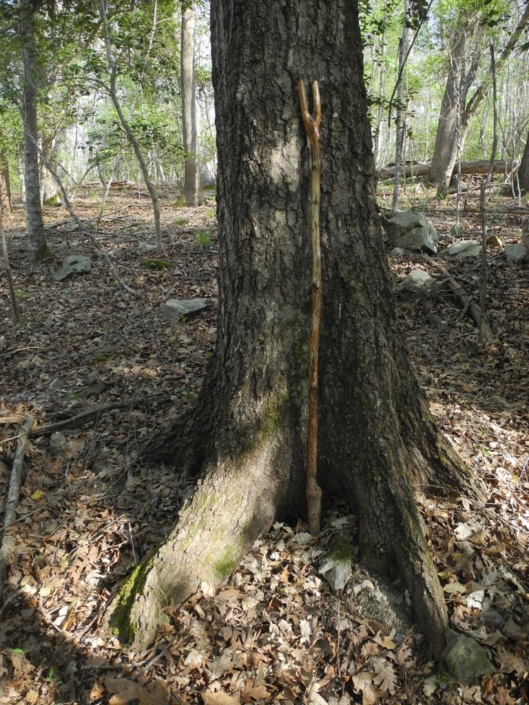 northern red oak from Chatham County, NC, USA on April 9, 2021 at 08:57 ...
