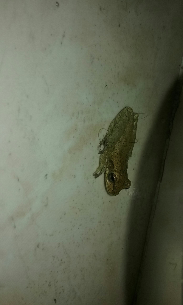 Hispaniolan Common Tree Frog from Calle Pedro Abreu, Santo Domingo ...