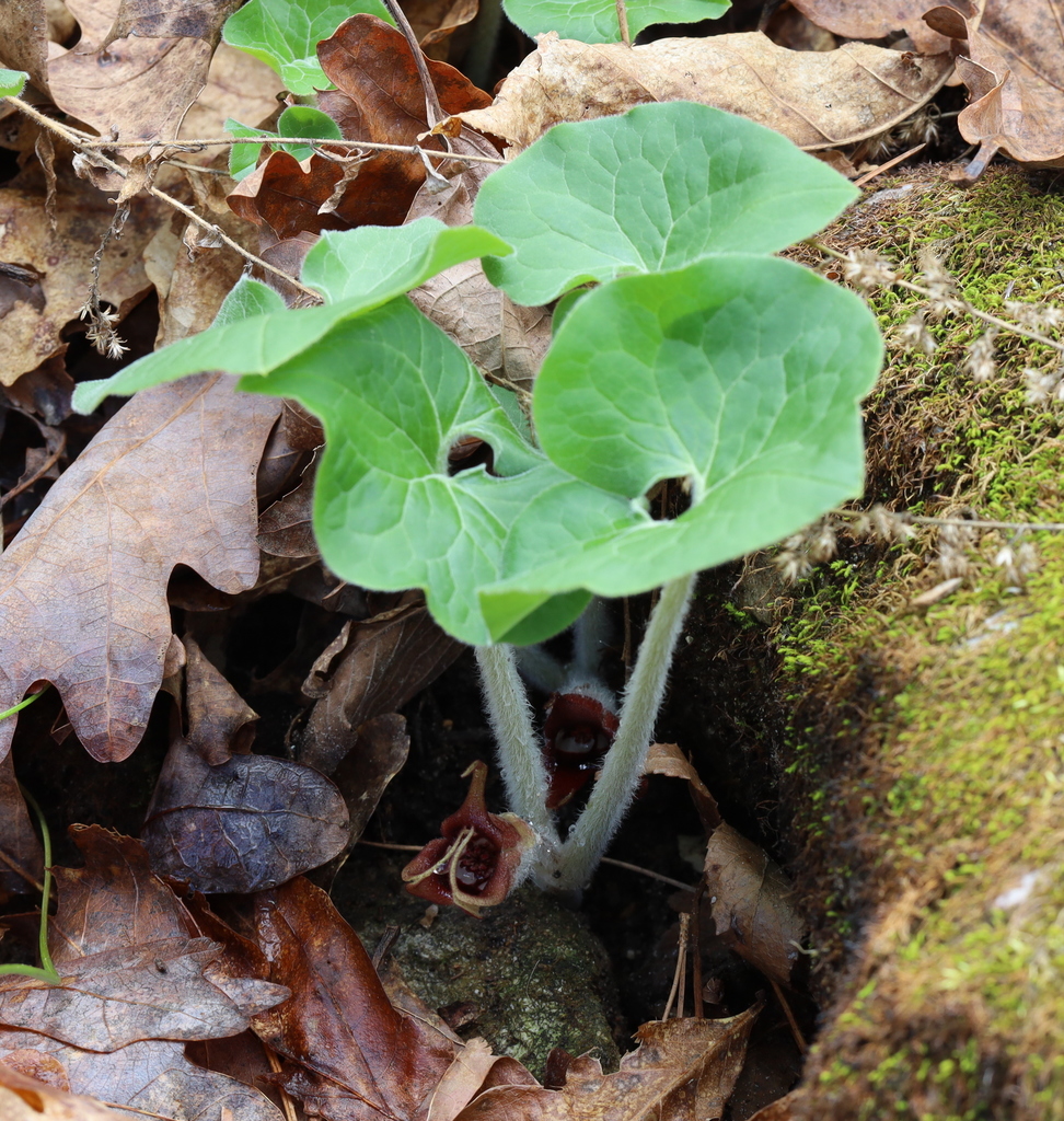 Canadian wild ginger from Stone County, AR, USA on April 8, 2021 at 01: ...