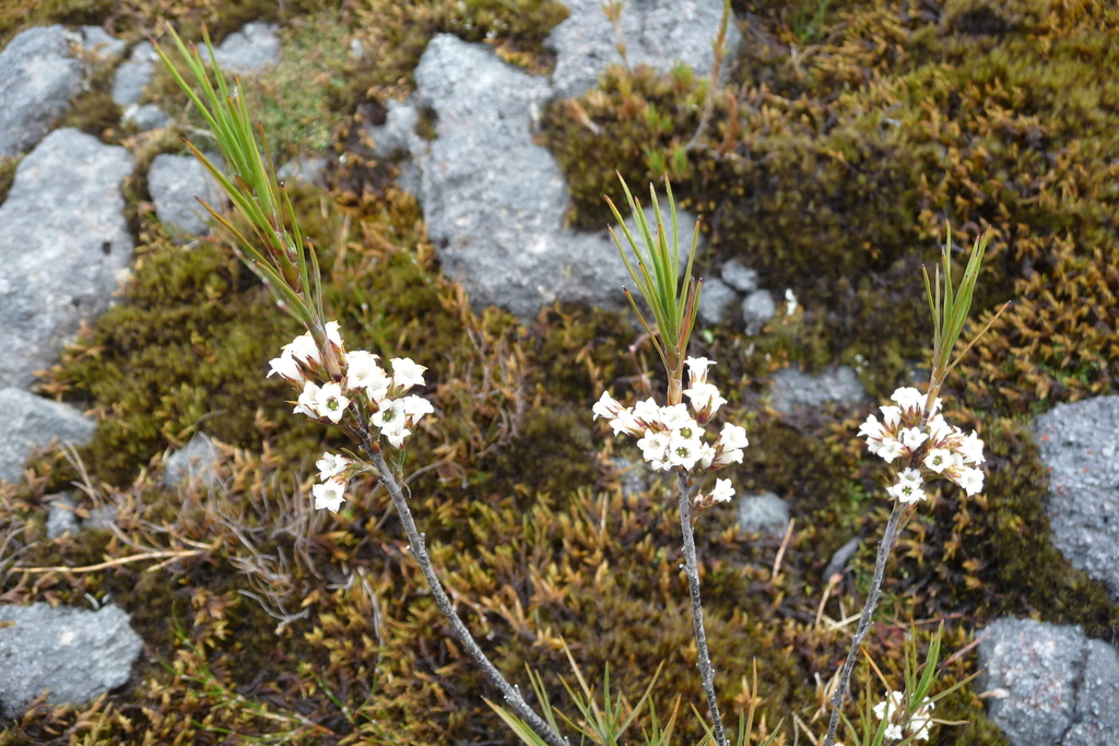 Dracophyllum from Millerton, West Coast, New Zealand on December 16 ...
