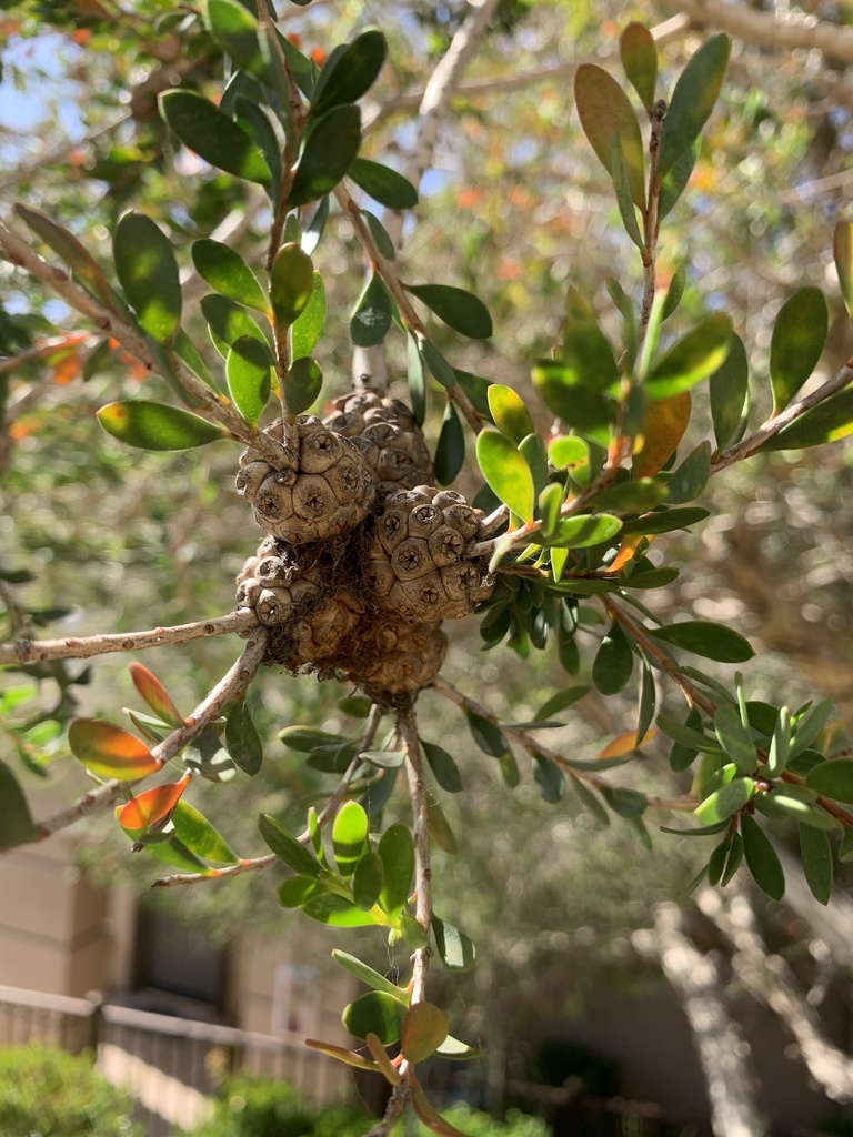 Showy Honey-myrtle from Calabria St, Санти, CA, US on April 08, 2021 at ...