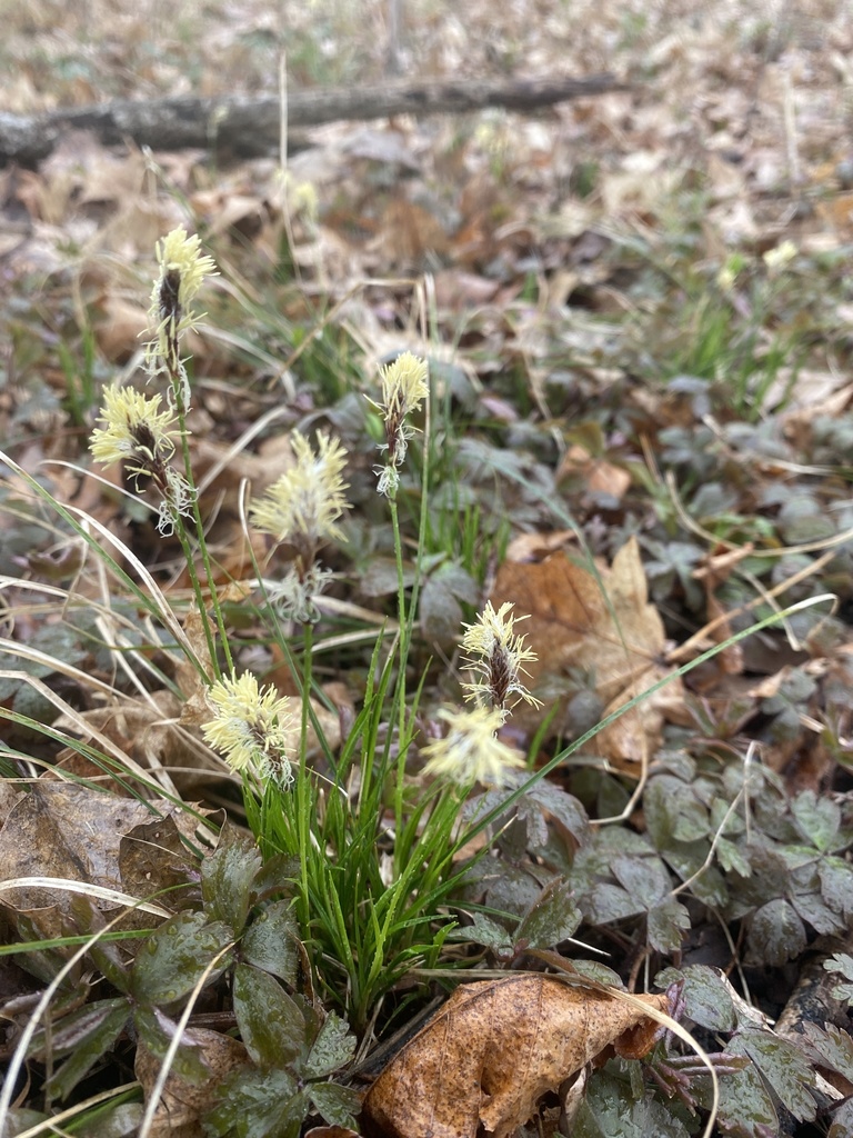 Pennsylvania sedge in April 2021 by Jude Kesl · iNaturalist