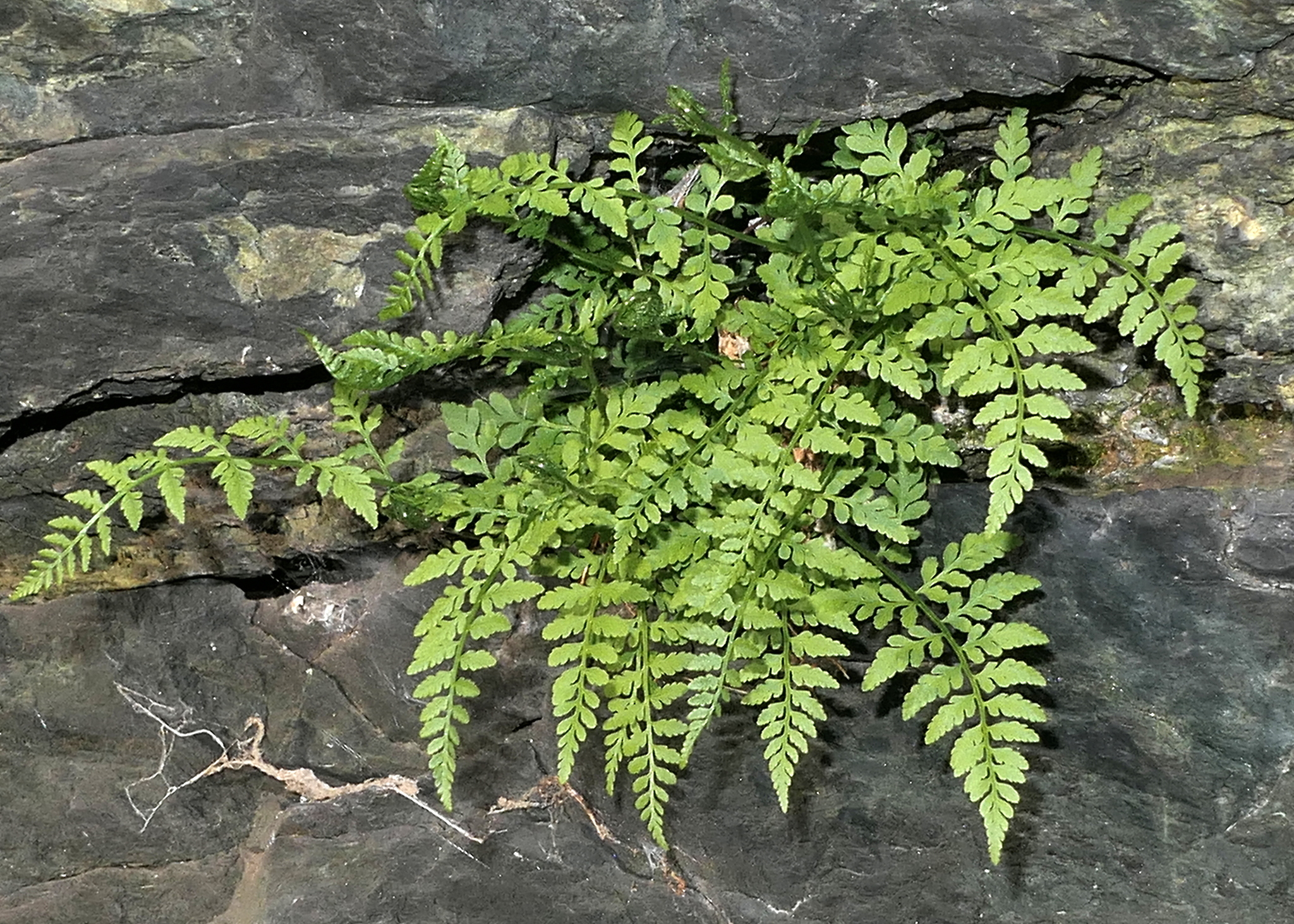 Cystopteris tenuis (Michx.) Desv.