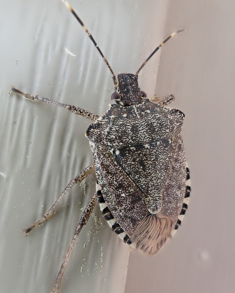 Brown Marmorated Stink Bug from South Cleveland, TN, USA on April 9 ...