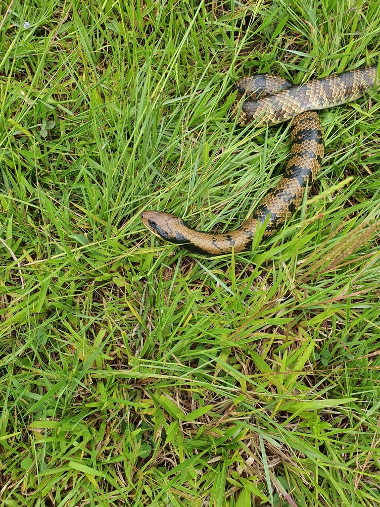 False Water Cobra from Rincon Guasu, Paraguay on January 14, 2020 at 11 ...
