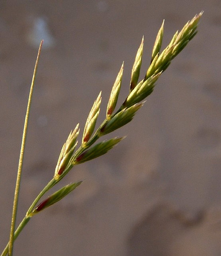 Vulpia pectinella · iNaturalist