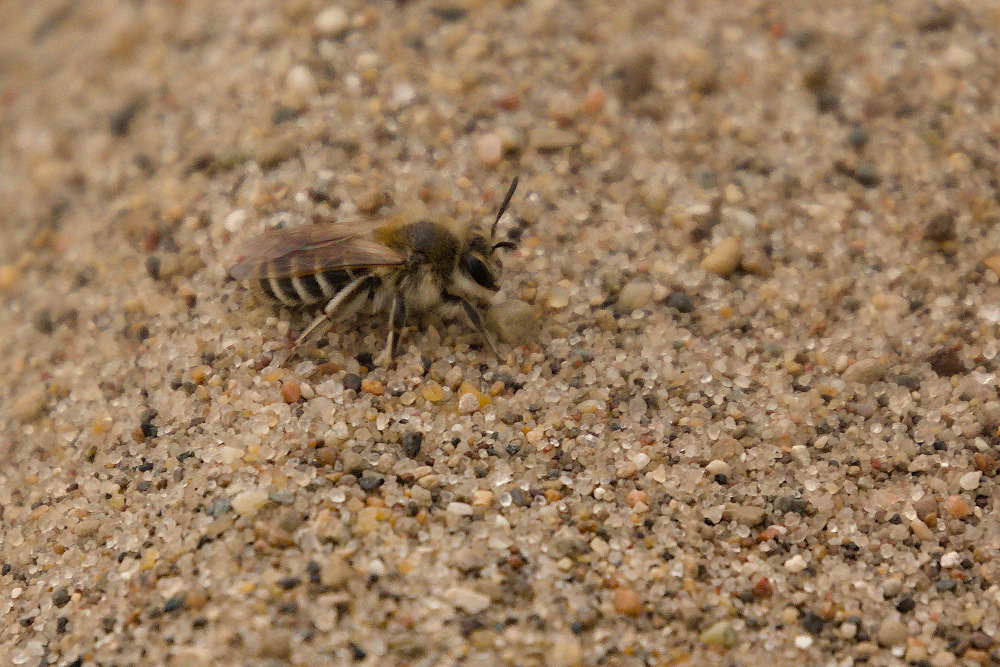 Mining Bees from Illinois Beach SP, Lake County, IL, USA on April 05 ...