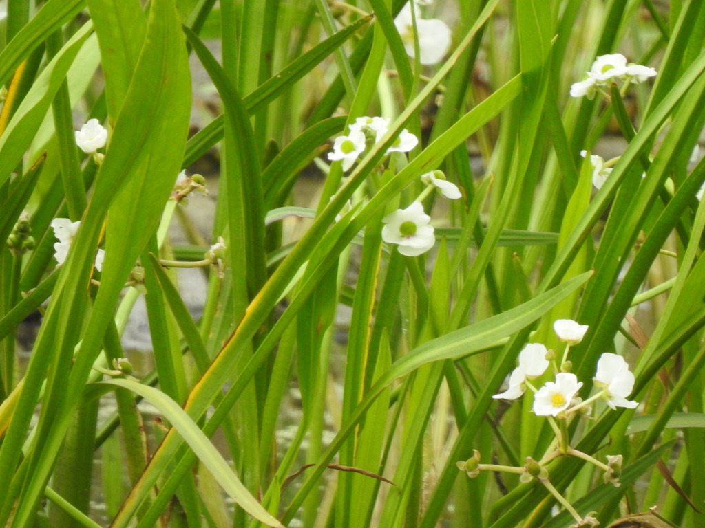 Delta Arrowhead from Tarrant, Texas, United States on April 9, 2021 at ...