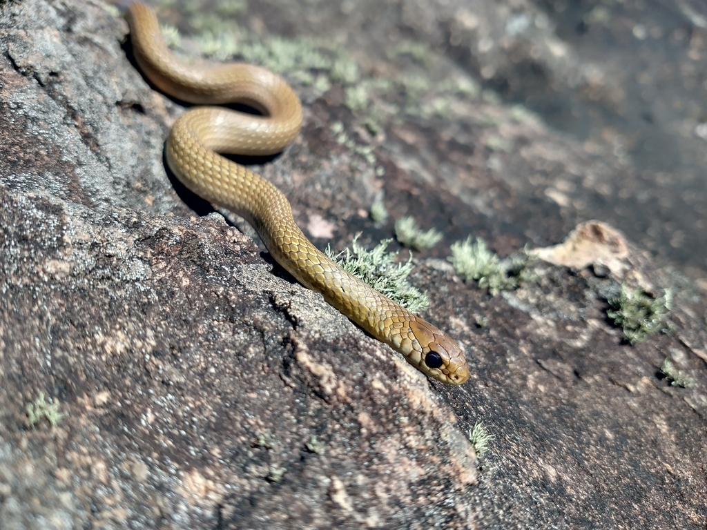 Scorpion Snake from Águas Férreas (Tejuco), São João del-Rei - MG ...