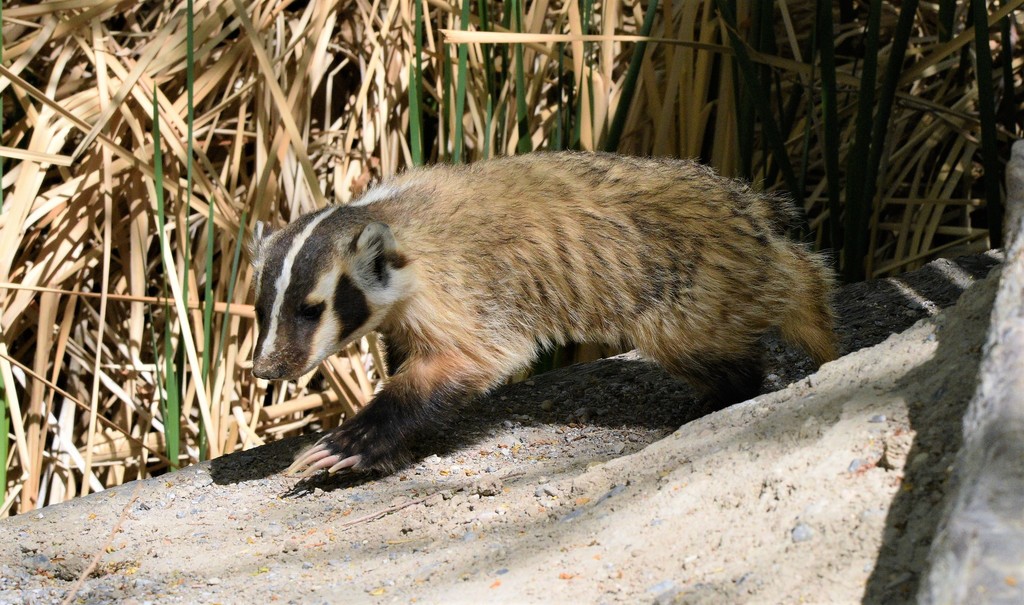 American Badger from Clark County, NV, USA on April 08, 2021 at 10:49 ...