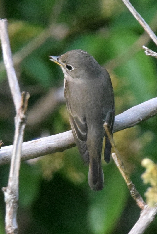 Asian Brown Flycatcher (Birds of Singapore) · iNaturalist