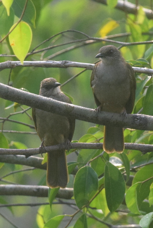 Olive-winged Bulbul (Birds of Singapore) · iNaturalist