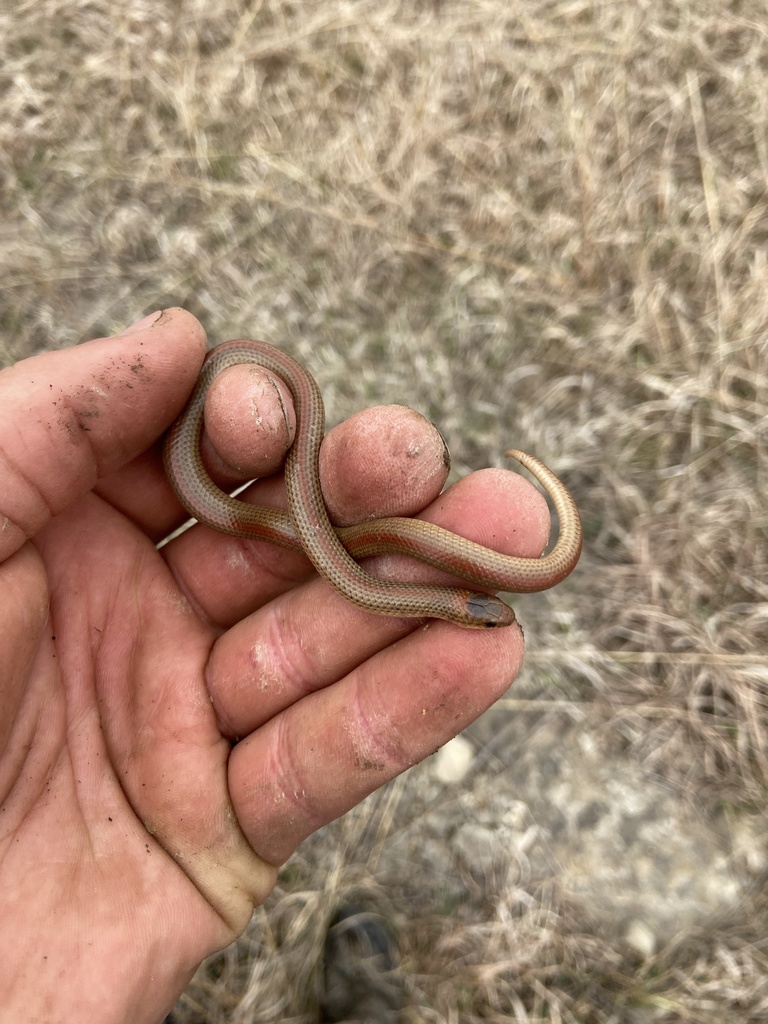Great Plains Ground Snake in April 2021 by ethanroyal · iNaturalist