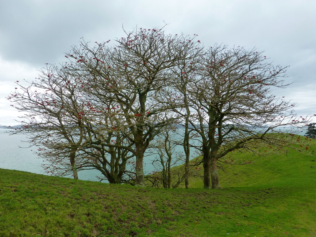 coral tree from Maraetai, Auckland, New Zealand on September 13, 2014 ...