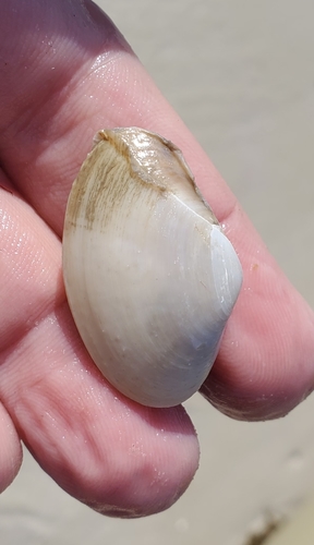 Almeja pato (Mactrotoma fragilis)