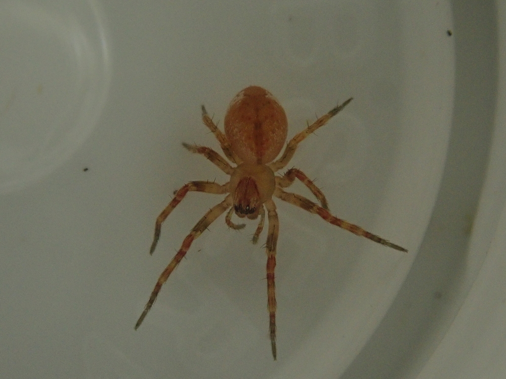 Intertidal Spiders from Southland District, Southland, New Zealand on ...