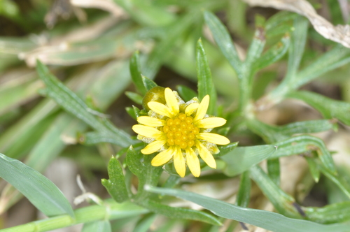 Subspecies Chrysanthellum indicum afroamericanum · iNaturalist