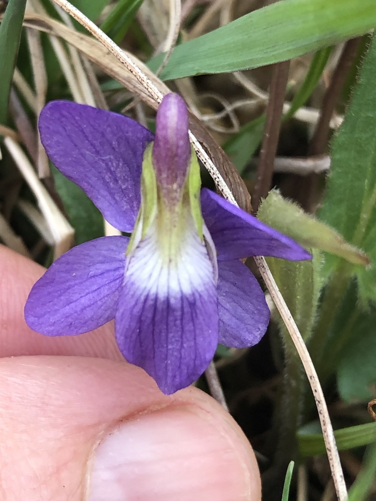 Arrowleaf Violet from Chillum, MD, USA on April 09, 2021 at 06:25 PM by ...