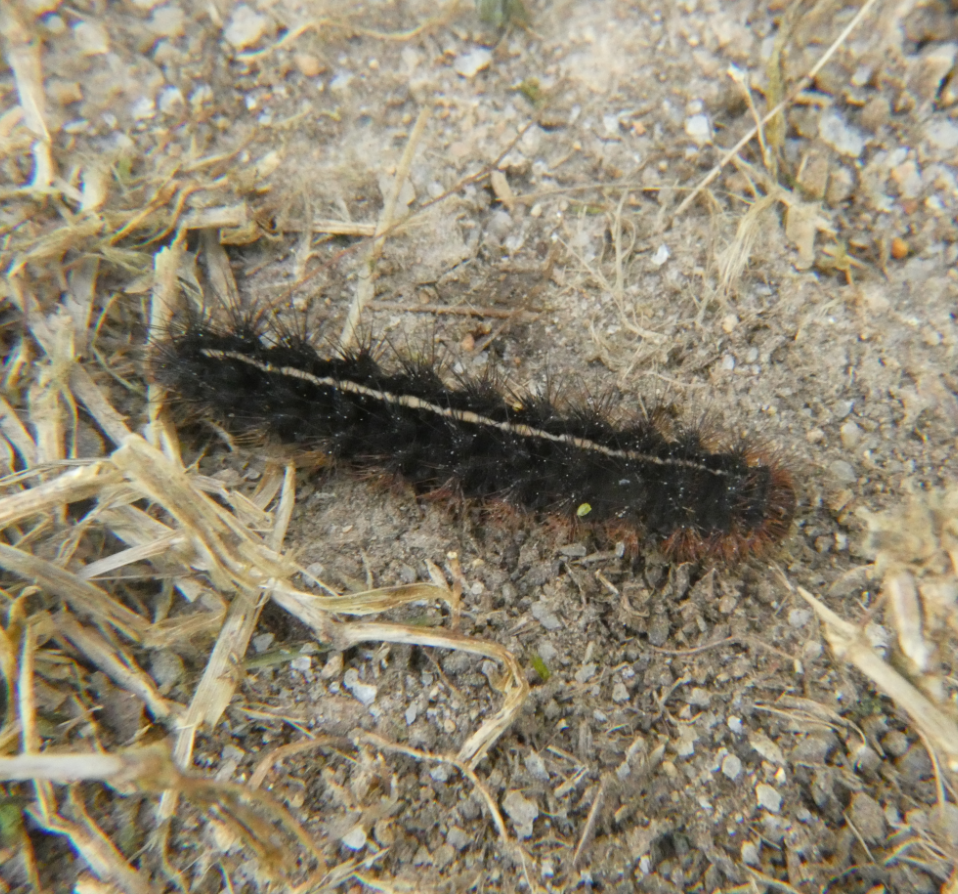 Apantesis from Guilford County, NC, USA on April 9, 2021 at 07:42 PM by ...