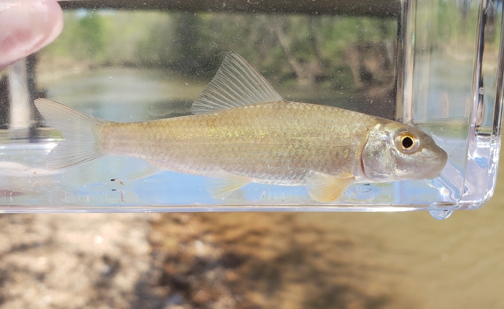 Golden Redhorse (Moxostoma erythrurum) - Marine Life Identification
