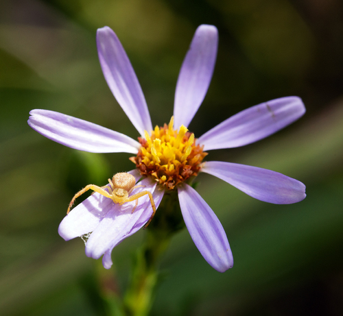 Flax-leaved Aster (Ionactis linariifolia) · iNaturalist