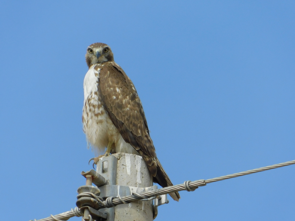 Red-tailed Hawk from Cuencamé, Dgo., México on April 3, 2021 at 11:06 ...