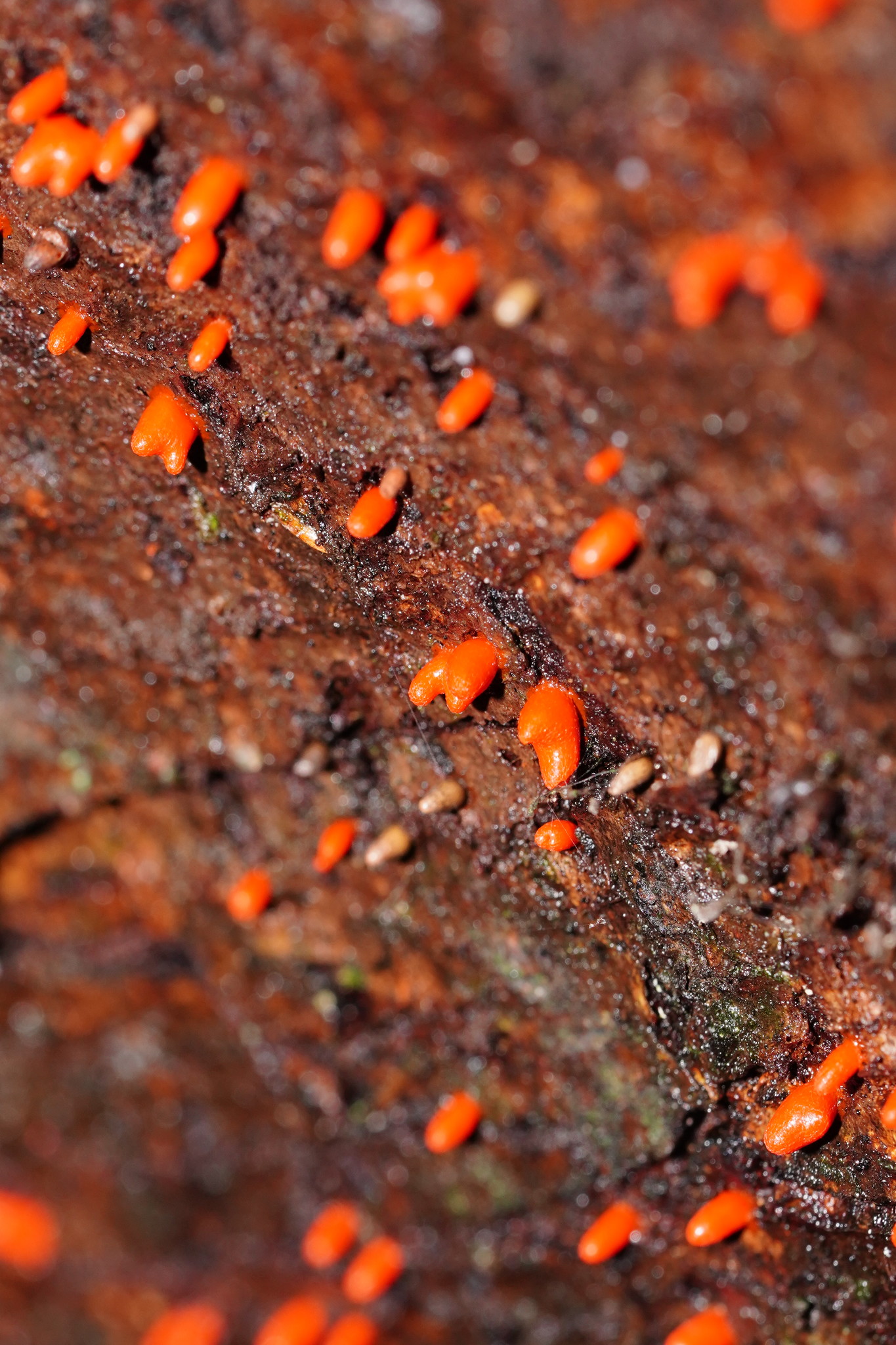 Lycogala conicum Pers., 1801