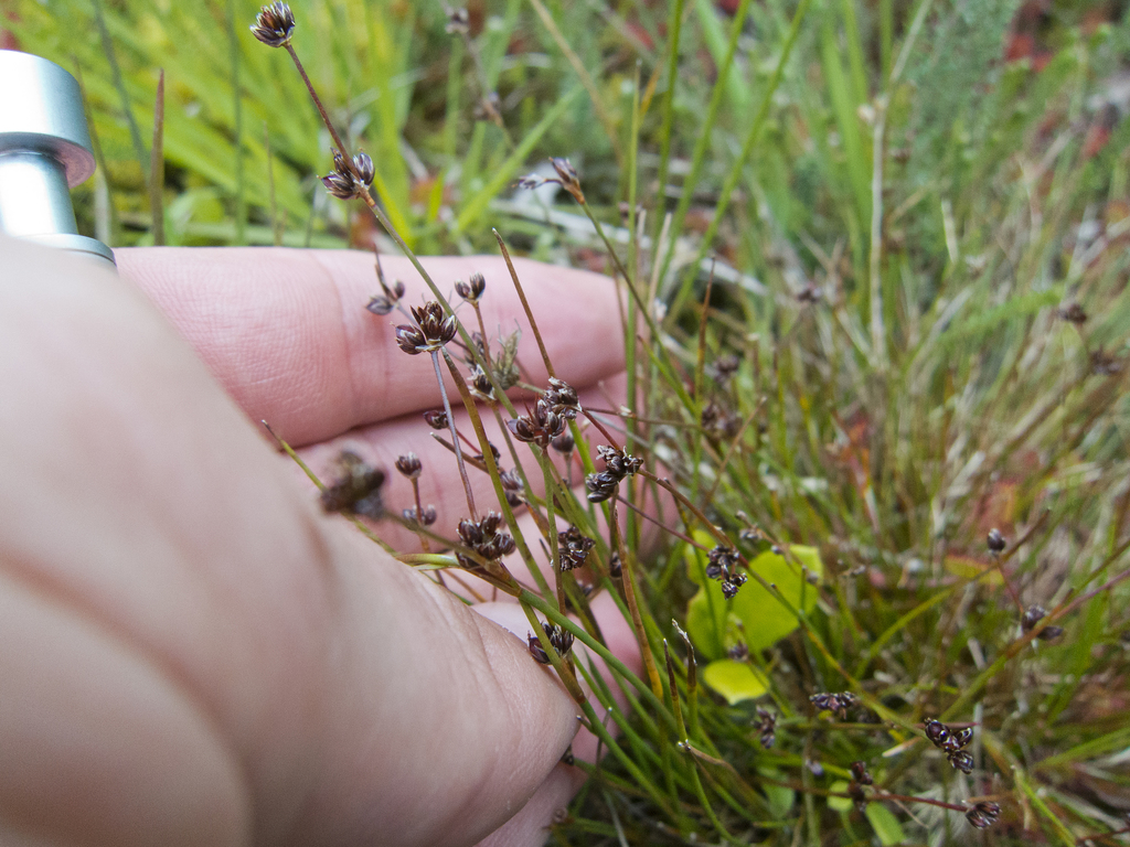 Bulbous Rush (Iceland - Plants) · iNaturalist