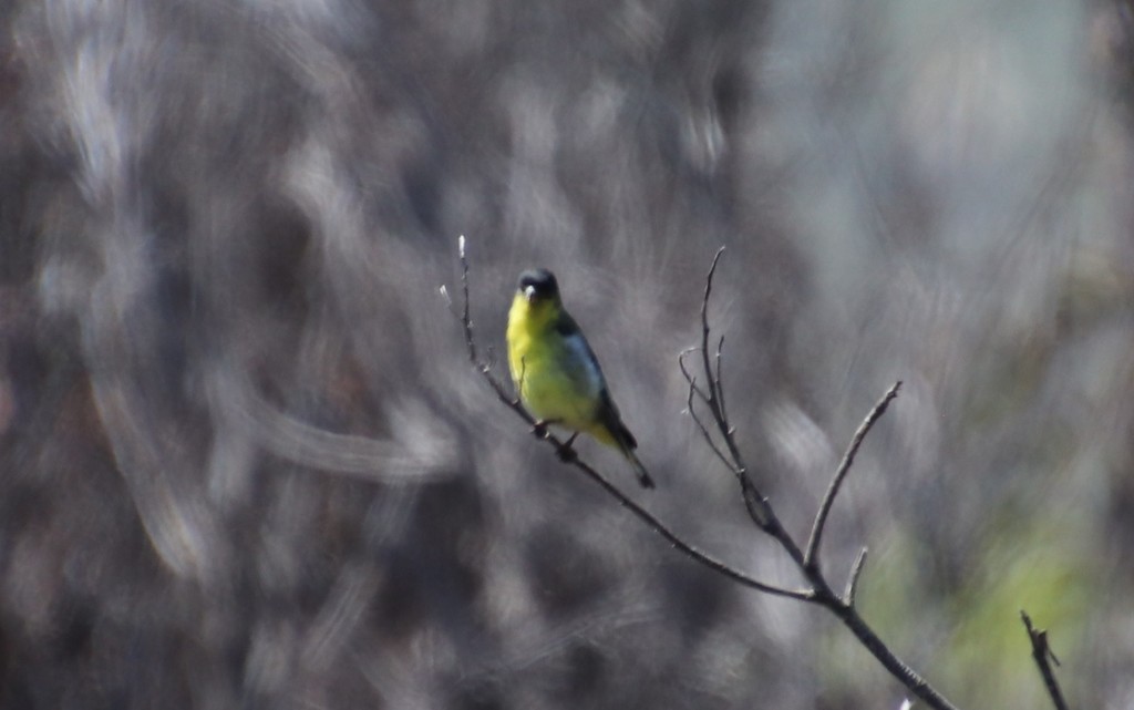 Lesser Goldfinch from Mission Trails Regional Park, San Diego, CA, USA ...