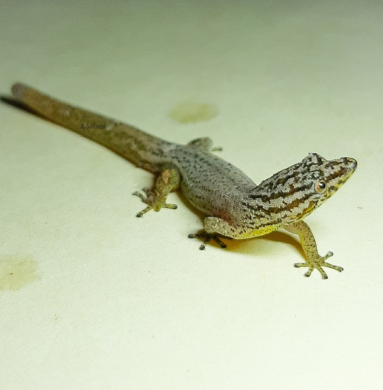 Sphaerodactylus millepunctatus (Hallowell, 1861)