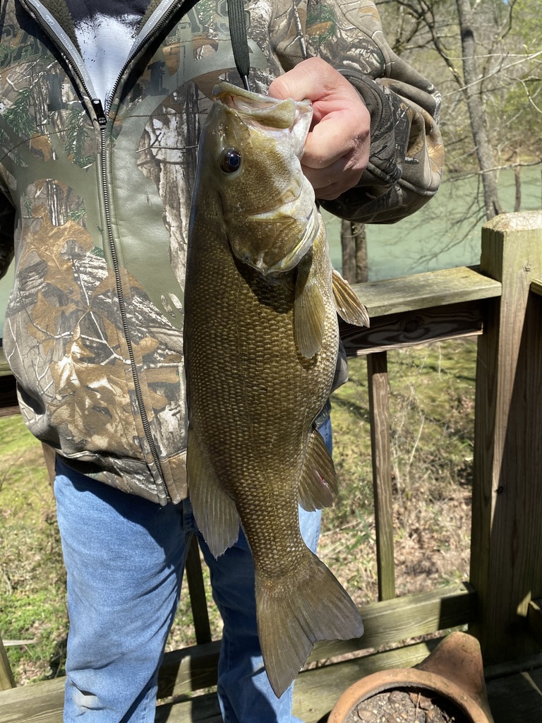 Smallmouth Bass from Shoal Creek, Goose Shoals, Lauderdale County, AL ...
