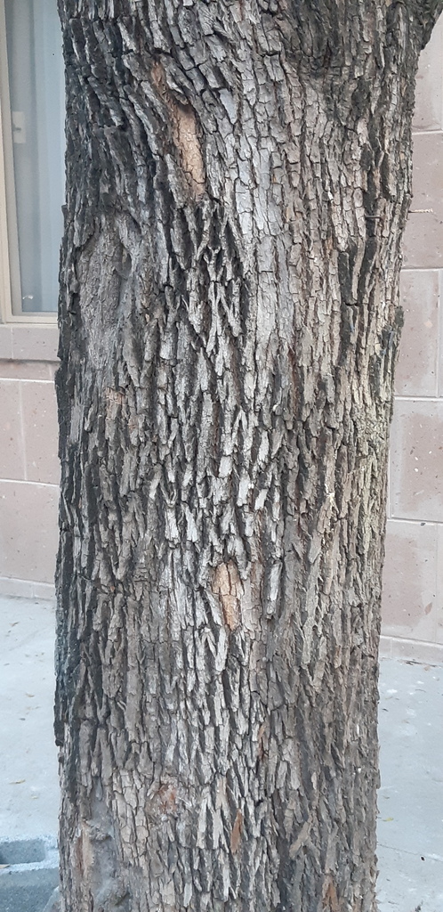 Bumelia celastrina (62-340 Facultative Species) · iNaturalist