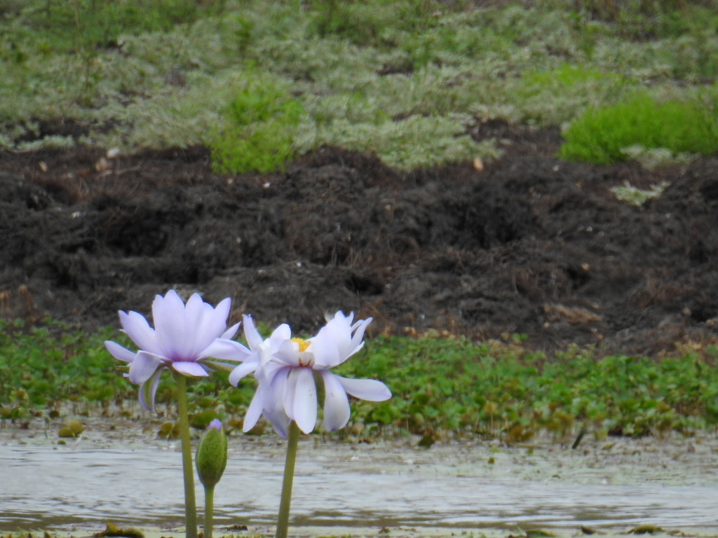 Blue Waterlily from Broadmere QLD 4420, Australia on April 3, 2021 at ...