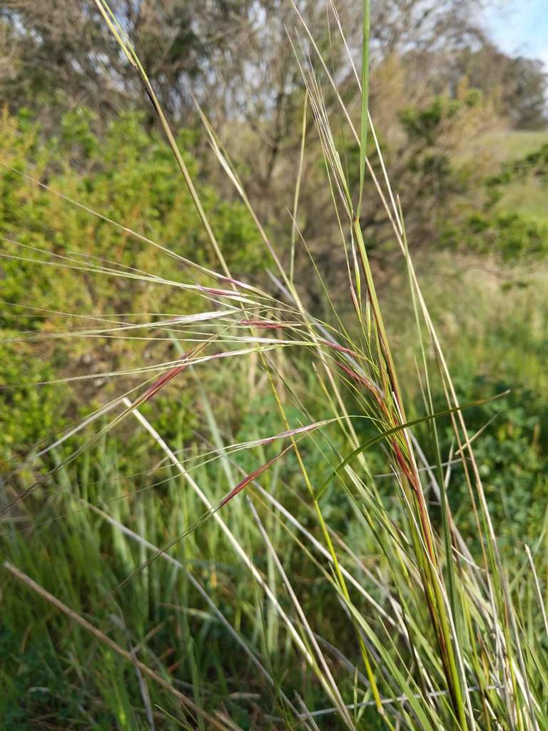 purple needlegrass from San Mateo County, CA, USA on April 9, 2021 at ...