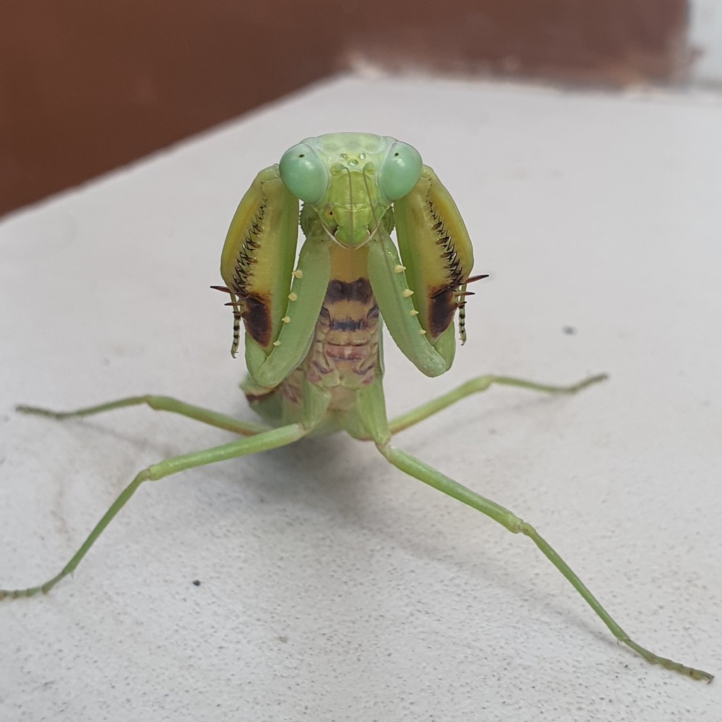Giant Asian Mantises from Cainta, Rizal, Philippines on July 16, 2020 ...
