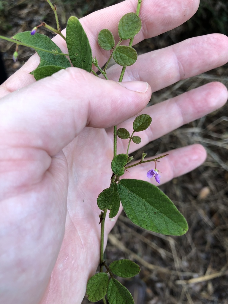 Rusty tick-trefoil from Maroochy, AU-QL, AU on April 3, 2021 at 11:12 ...