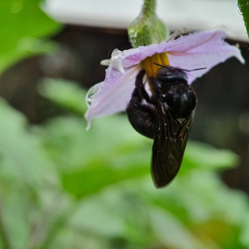 Large Carpenter Bees from Cainta, Rizal, Philippines on July 4, 2020 at ...