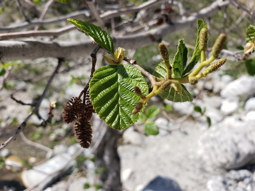 white alder from Mentone, CA 92359, USA on April 5, 2021 at 06:45 PM by ...