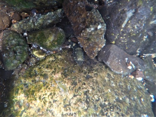 Cucharita de río (Gobiesox fluviatilis)