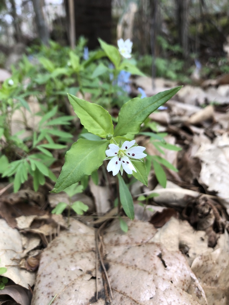Heterophylly false-starwort (Pseudostellaria heterophylla) - Botanical ...