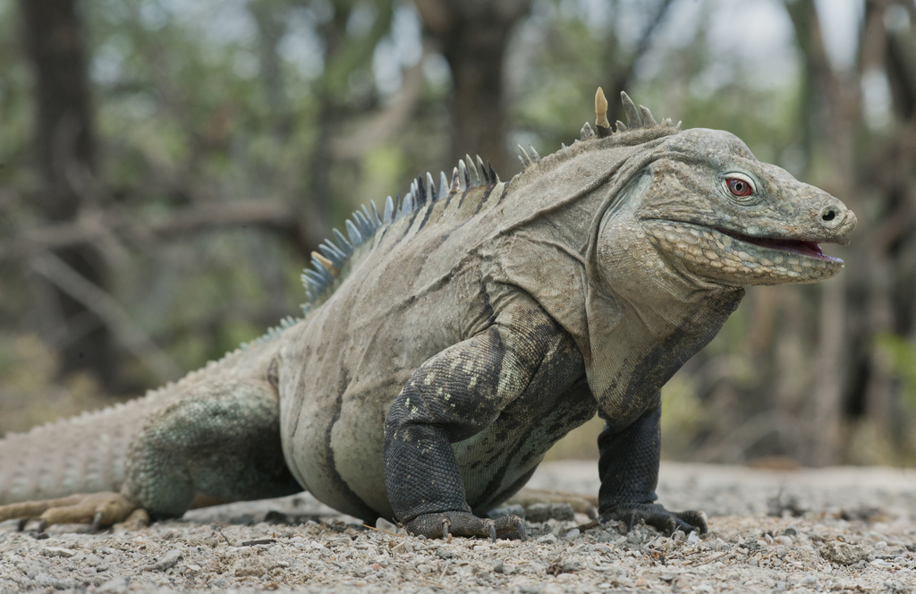 Hispaniolan Ground Iguana in March 2016 by Kevin Schafer. Hispaniolan ...