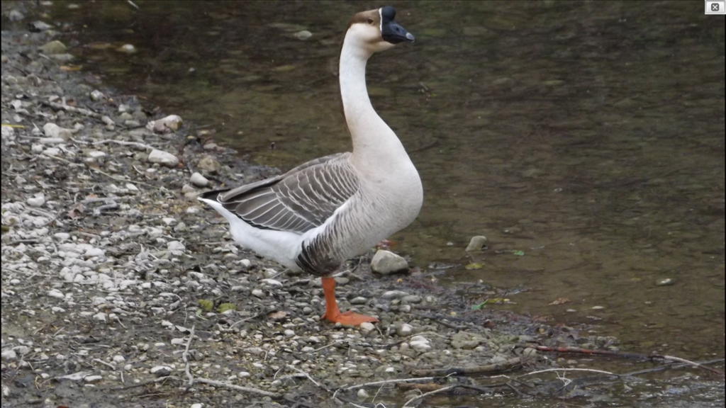 Domestic Swan Goose from Castroville, TX 78009, USA on March 22, 2021 ...