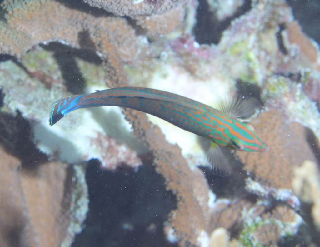 Pinstriped Wrasse from Keeper Reef, Queensland 4805, Australia on April ...