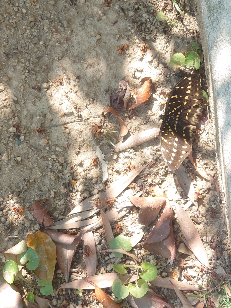 Common Archduke from 香港竹園鳳德公園 on April 10, 2021 at 02:54 PM by ...
