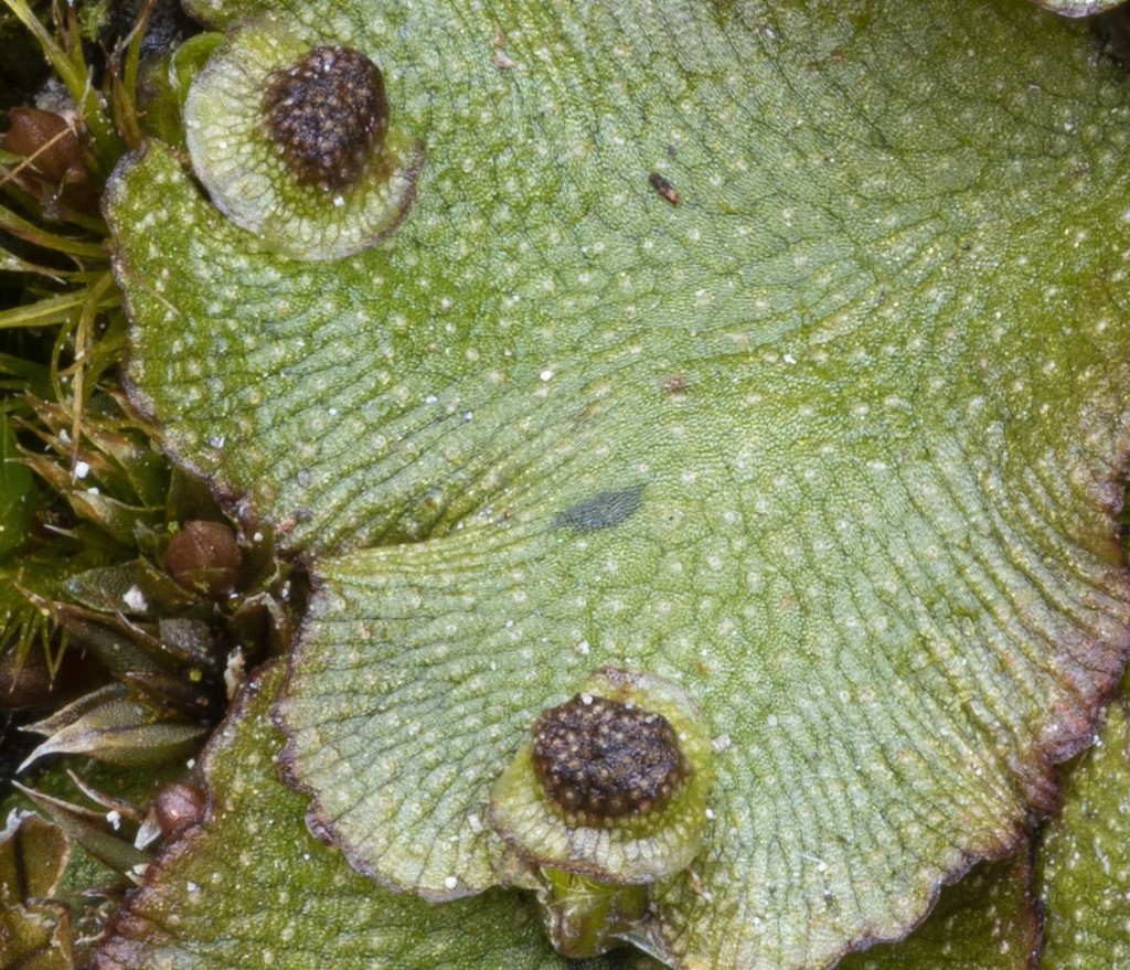 Narrow Mushroom-headed Liverwort from Raseborg sub-region, Finland on ...