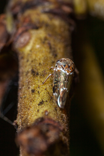 Mango leafhopper (Idioscopus nitidulus) · iNaturalist