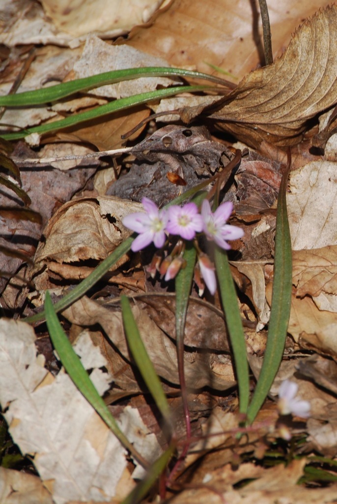 Virginia spring beauty in April 2021 by wetlandfan · iNaturalist
